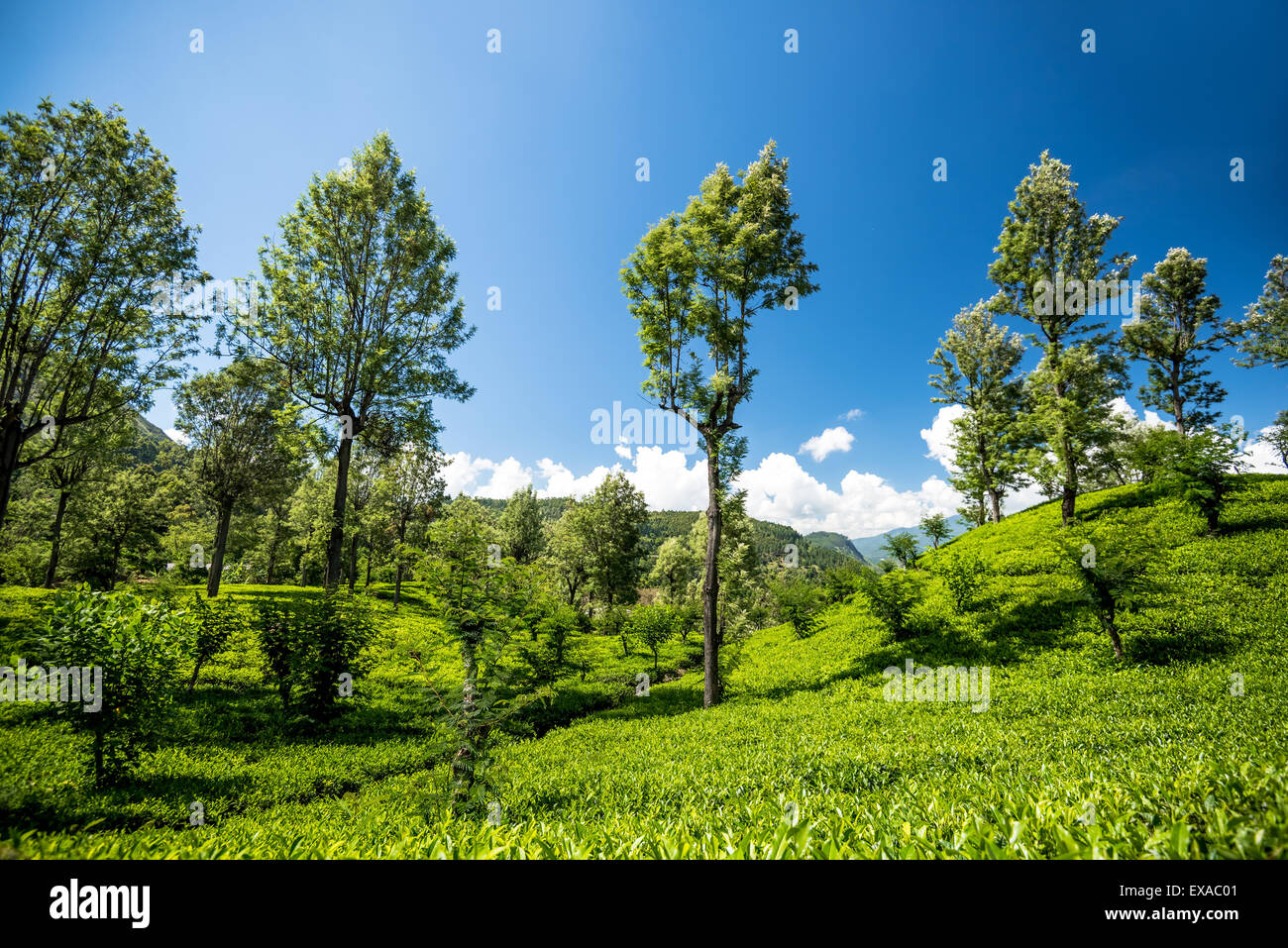 Tea fields in the mountain area in Nuwara Eliya, Sri Lanka Stock Photo ...