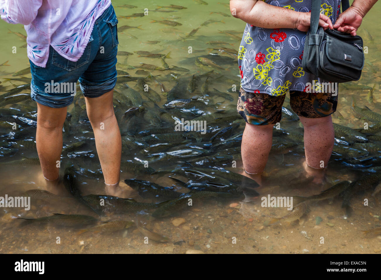 Visitors enjoying fish massage at a fish massage service station in ...