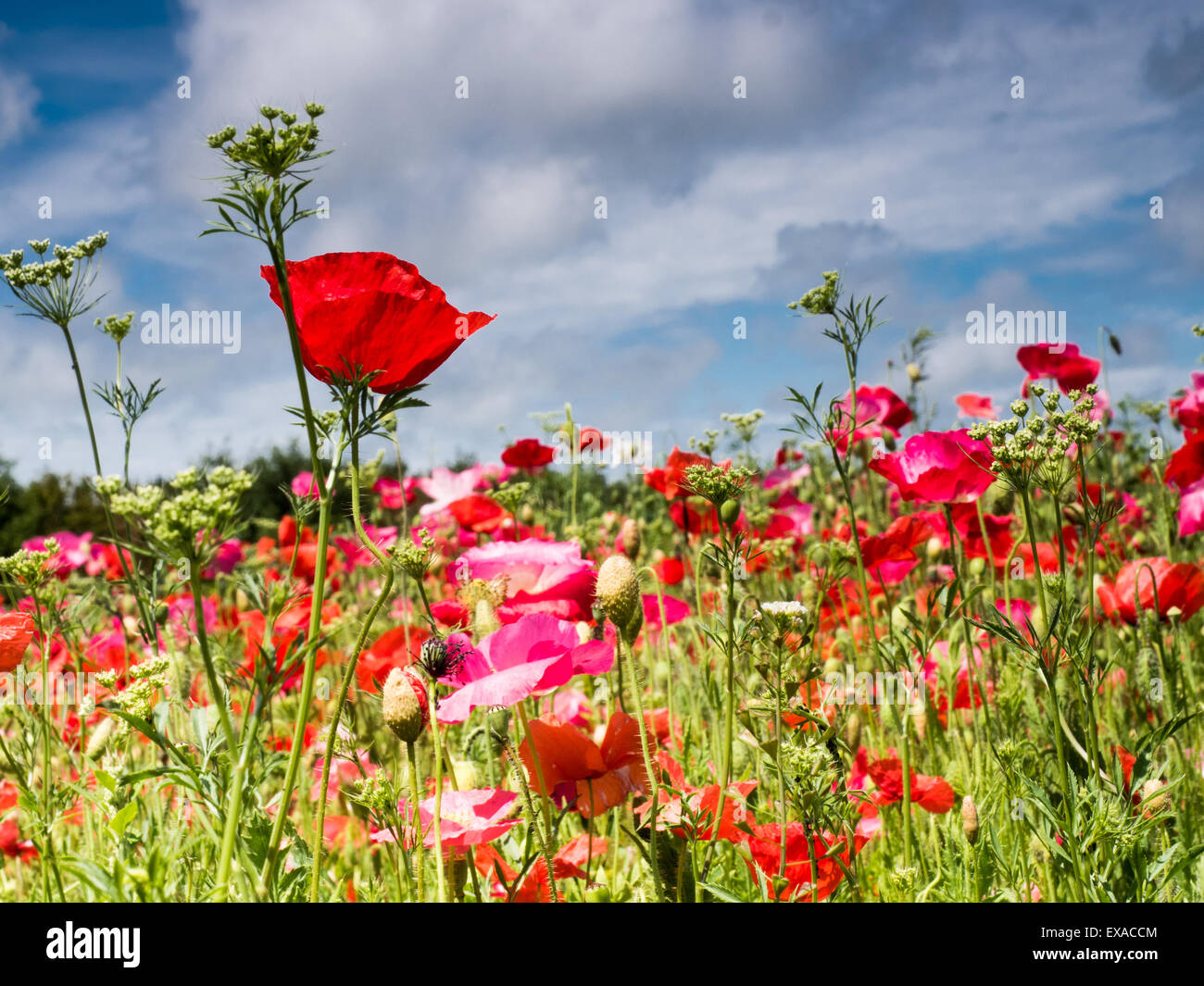 Poppies summer hi-res stock photography and images - Alamy