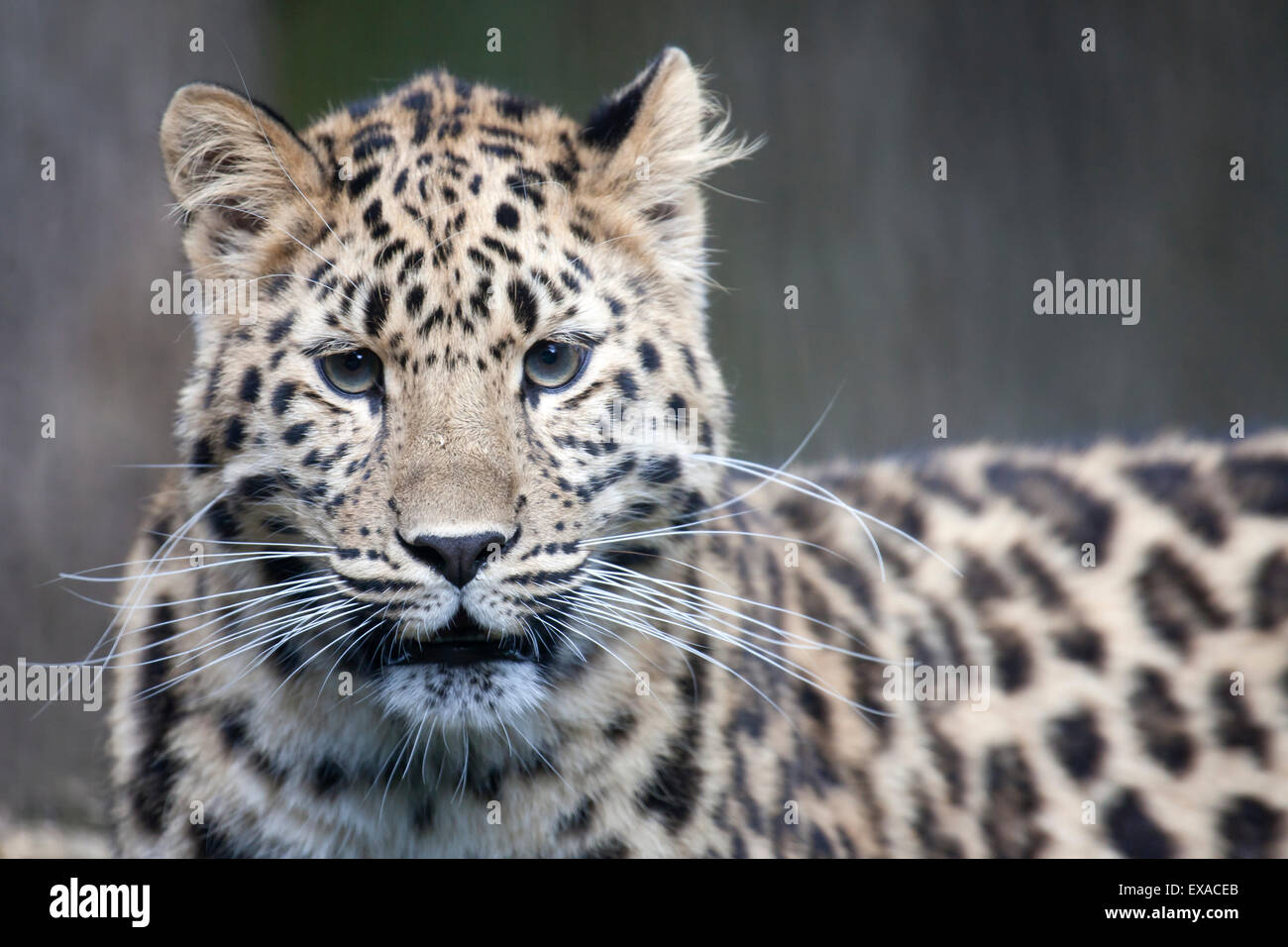 A young Amur Leopard cub looking directly into camera Stock Photo - Alamy