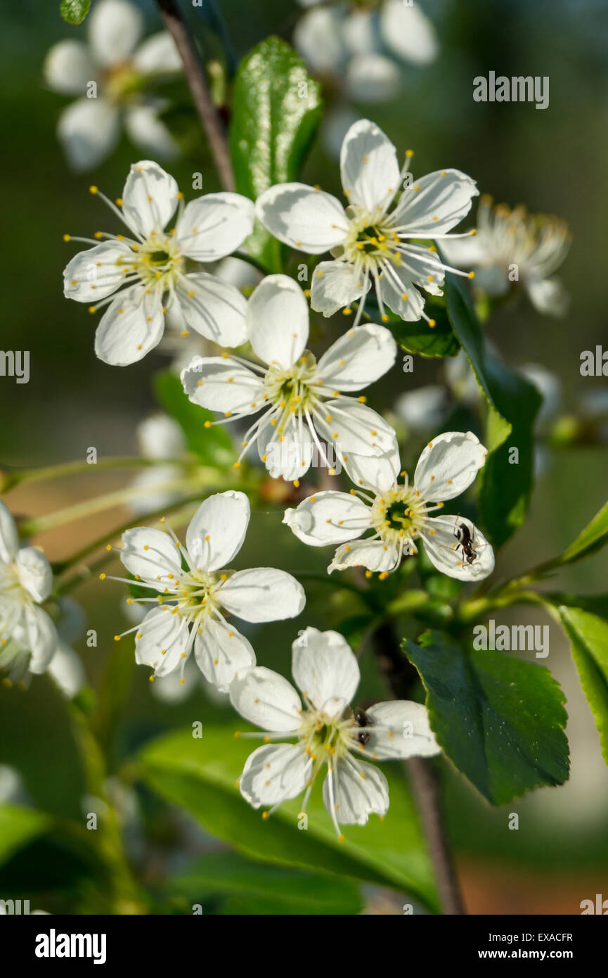 Plum blossom studio hi-res stock photography and images - Alamy