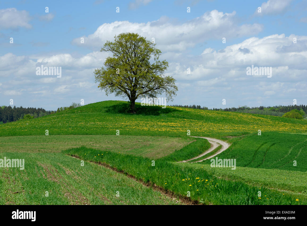 Lone tree with dirt road in Münsing, Upper Bavaria, Bavaria, Germany ...