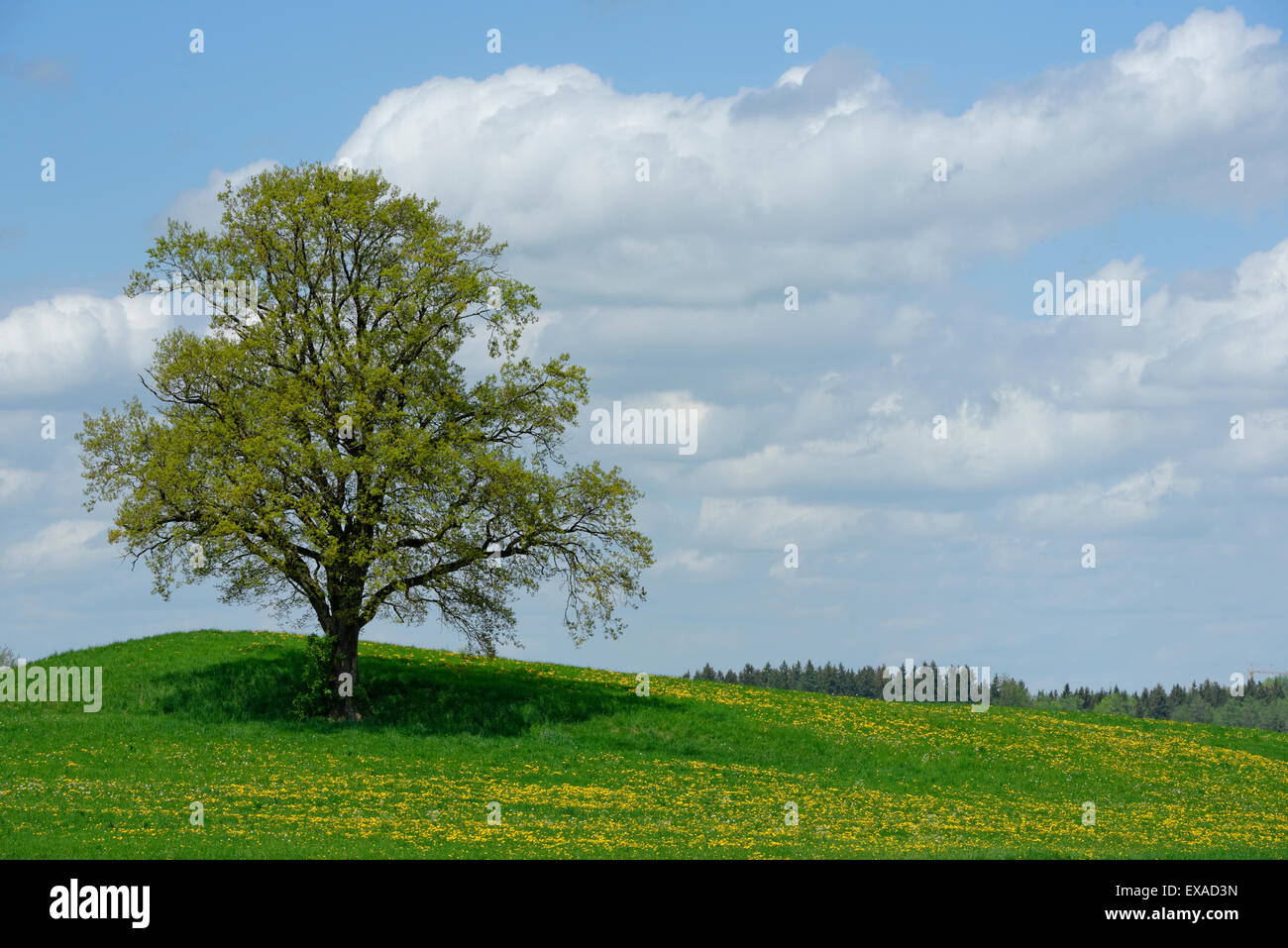 Lone tree with dirt road in Münsing, Upper Bavaria, Bavaria, Germany ...
