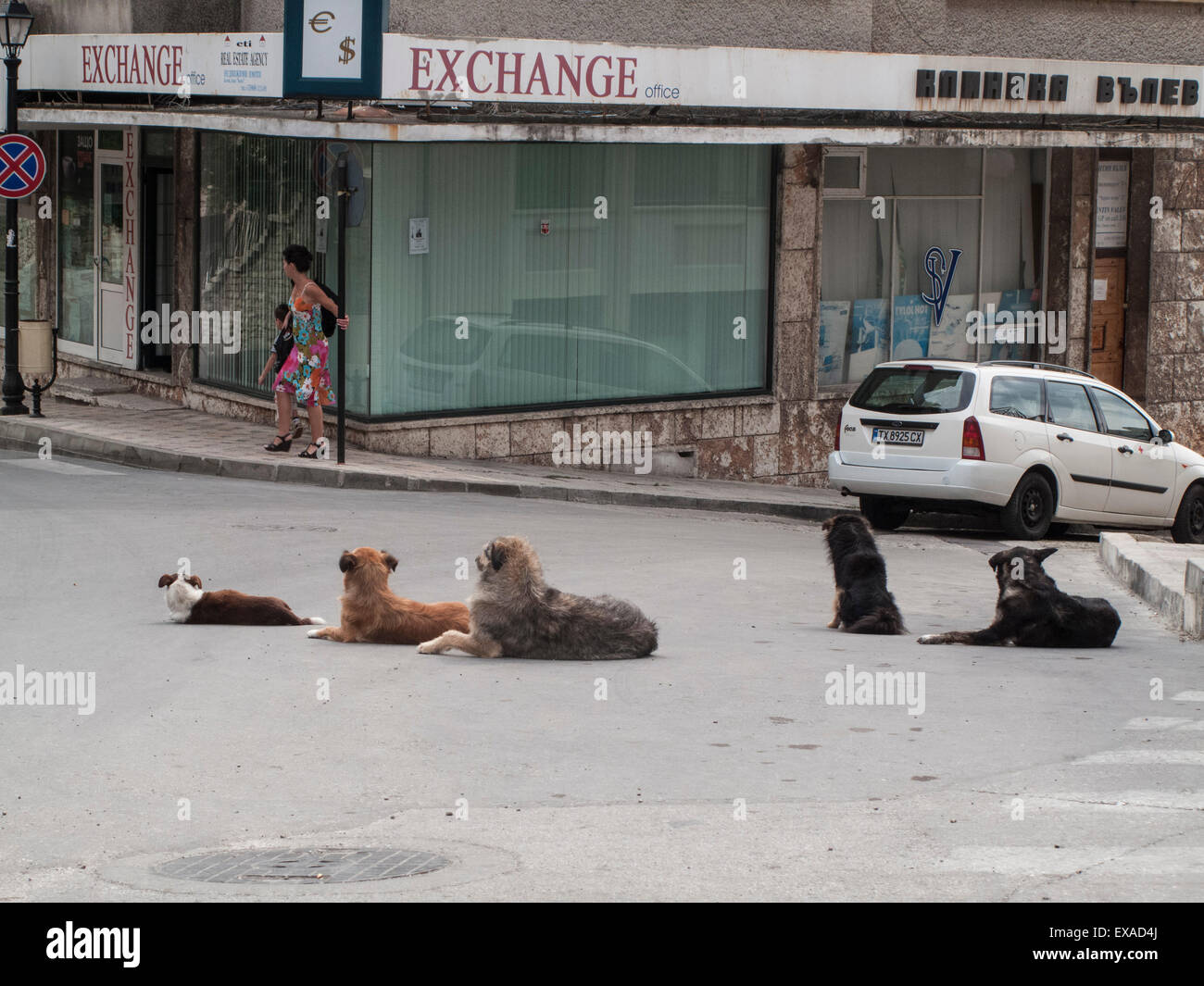 Wild dogs in a street in Constanta in Romania Stock Photo - Alamy