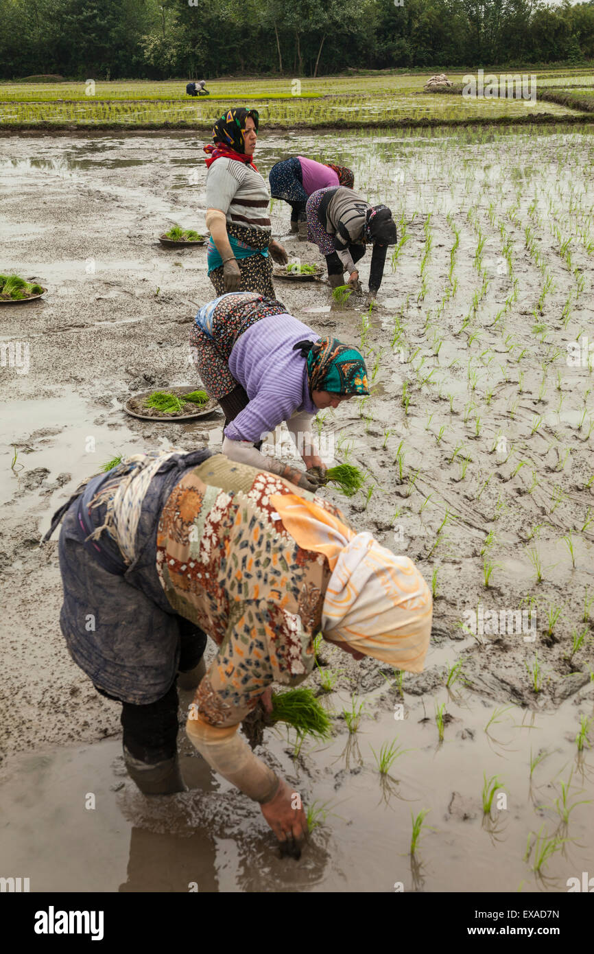 Rice growing women Stock Photo - Alamy