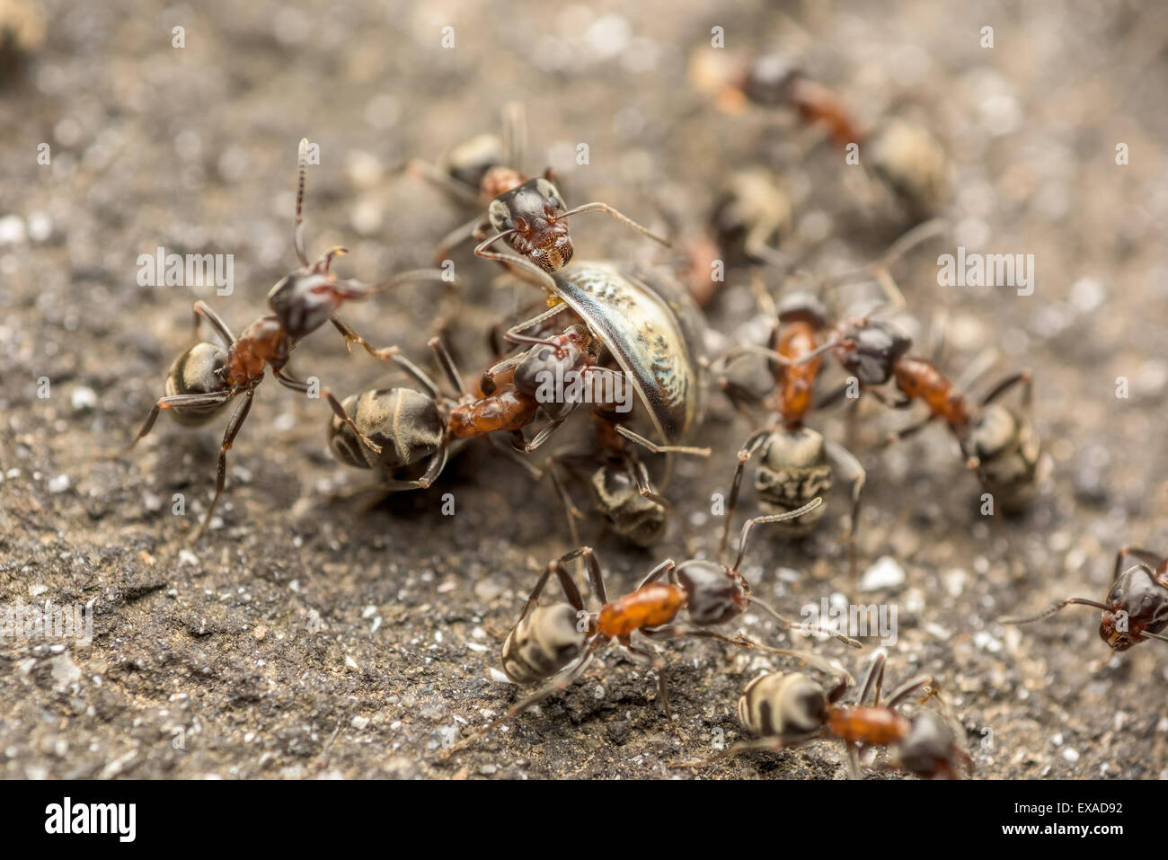 Swarm Of Ants Fights For Food Macro Close Up Stock Photo - Alamy
