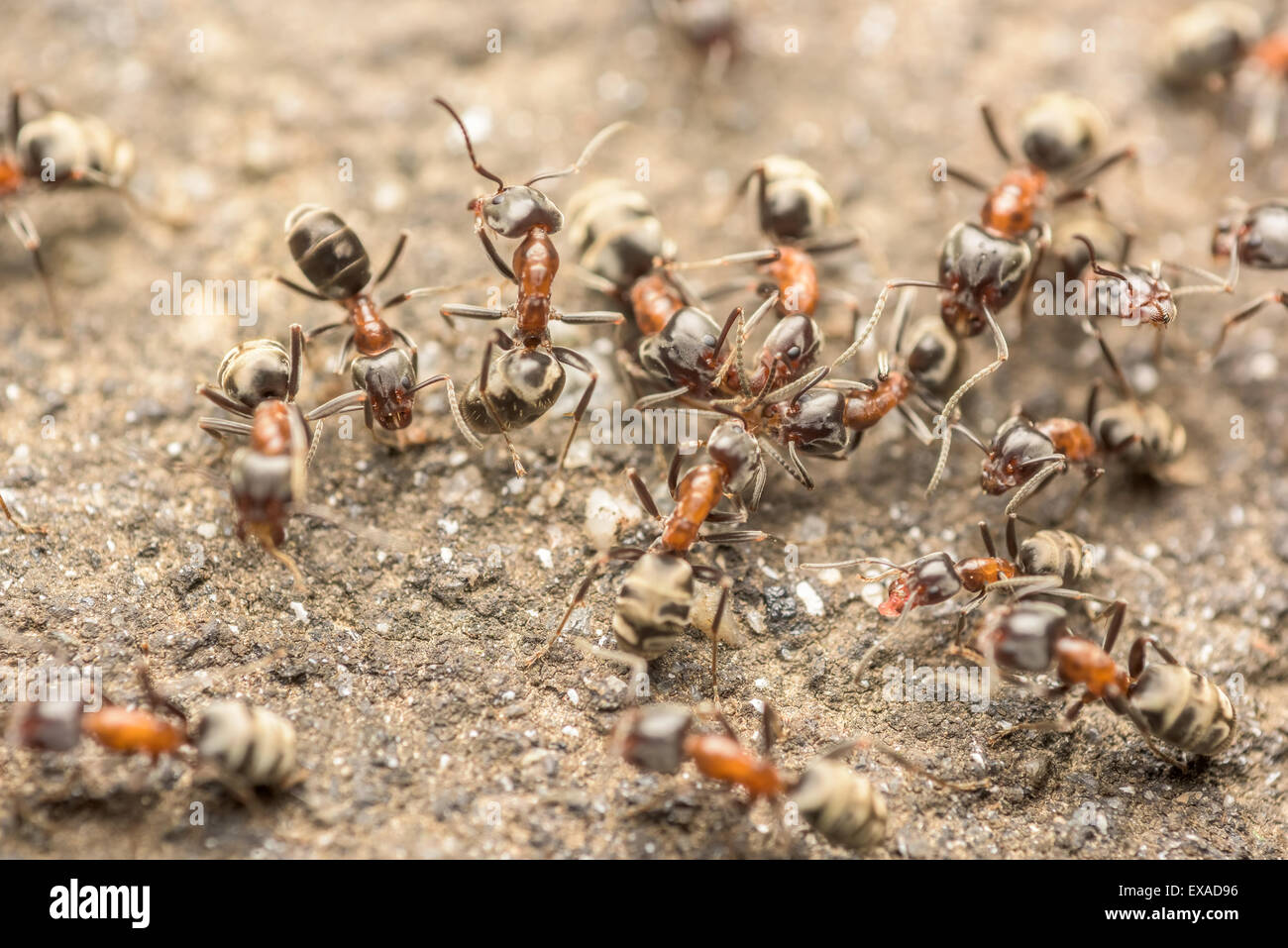 Ants close up hi-res stock photography and images - Alamy