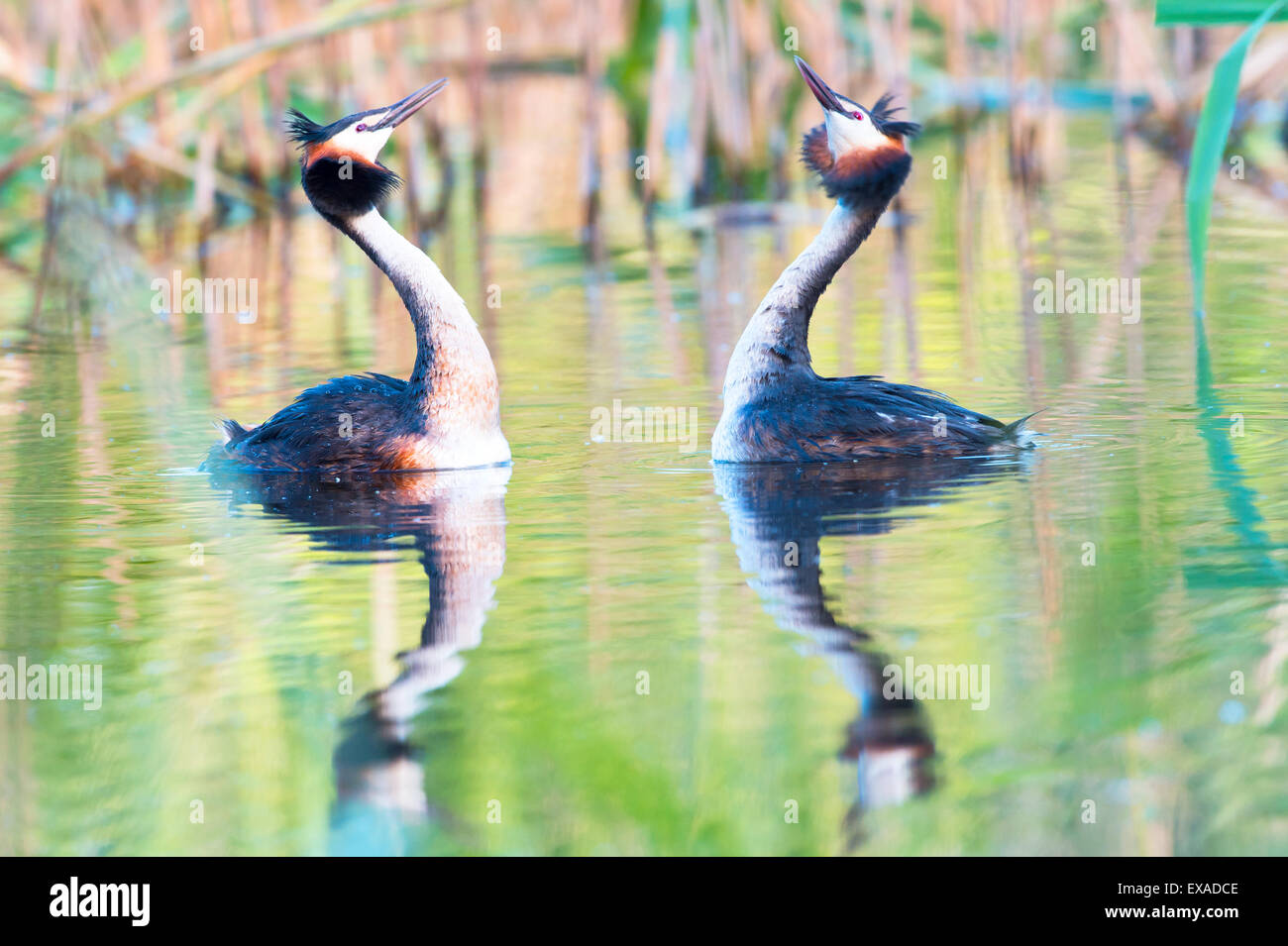 Mating of great crested grebes hi-res stock photography and images - Alamy