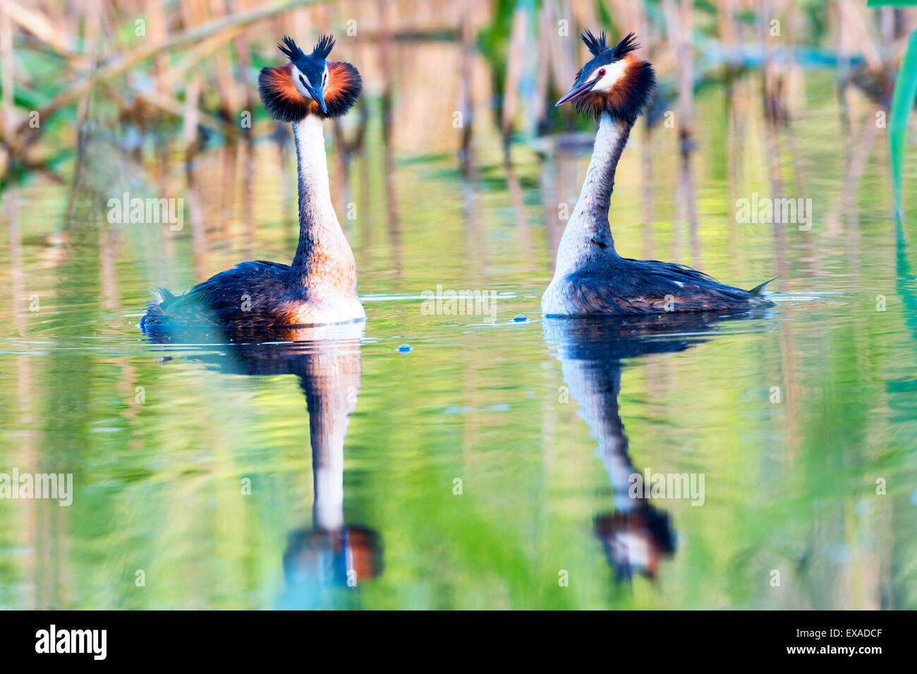 Male great crested grebe mating with female hi-res stock photography ...