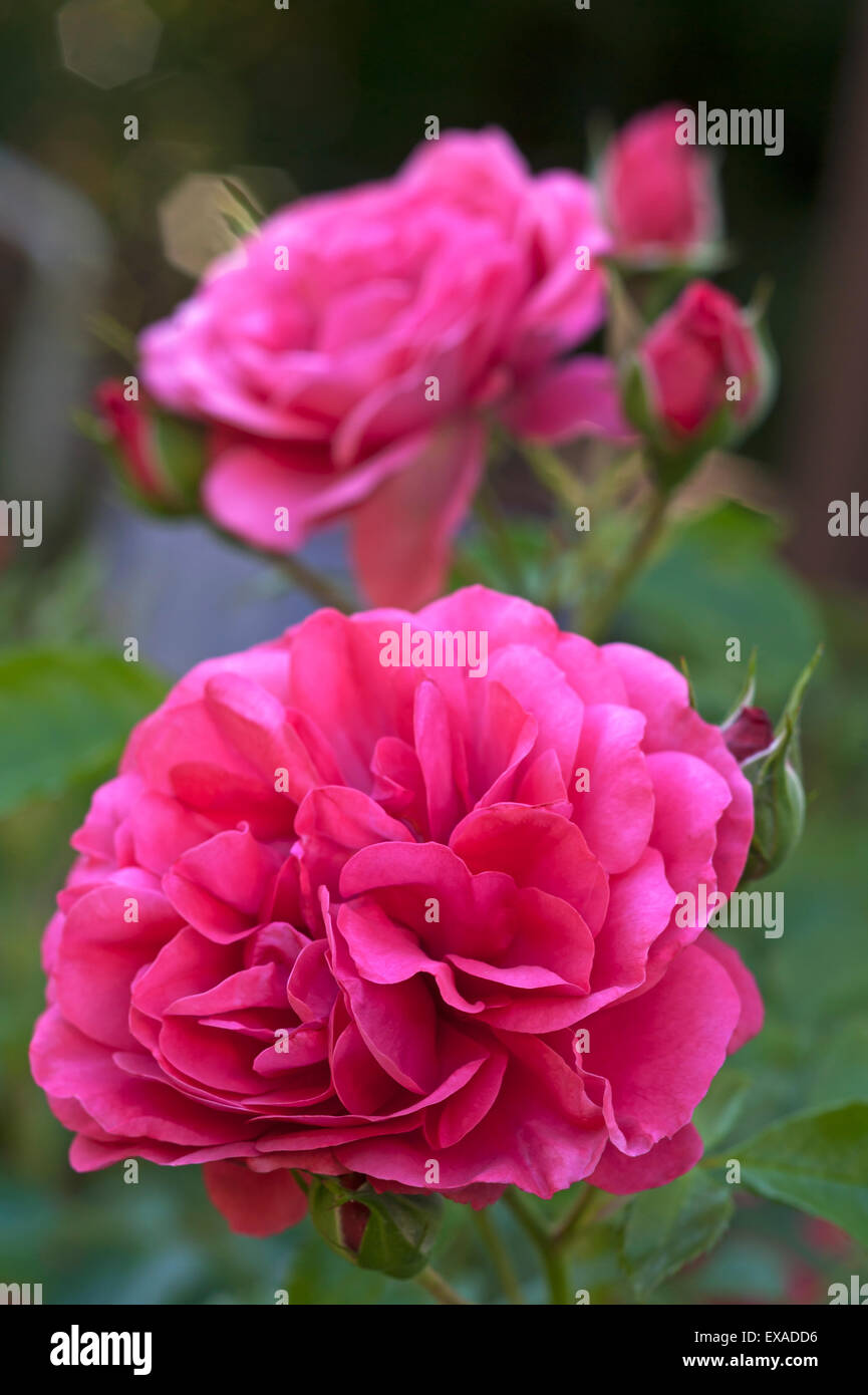 Rose flower 'Karina' (Rosa sp.), Bavaria, Germany Stock Photo - Alamy