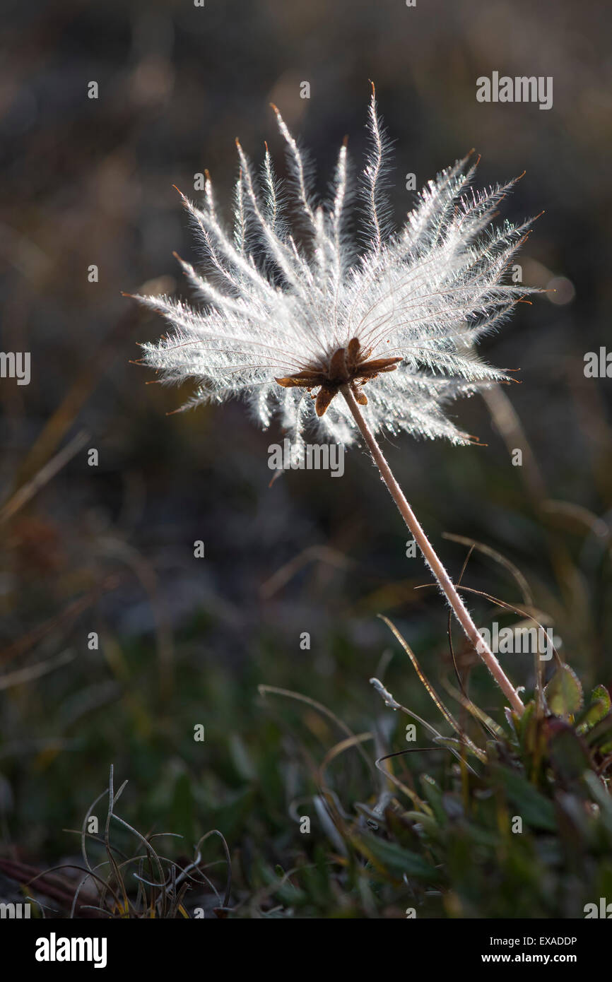Mountain avens dryas octopetala seed hi-res stock photography and ...