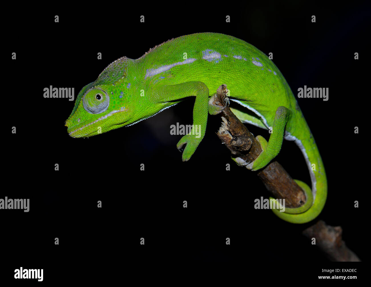 A female of the rarest chameleon species in the world, Belalanda ...