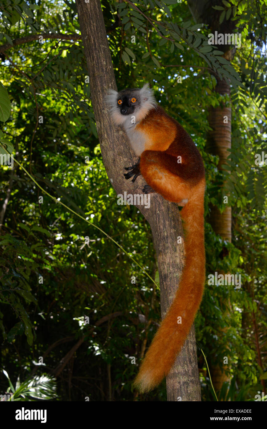 Black lemur (Eulemur macaco), female in the rainforests of Lokobe ...