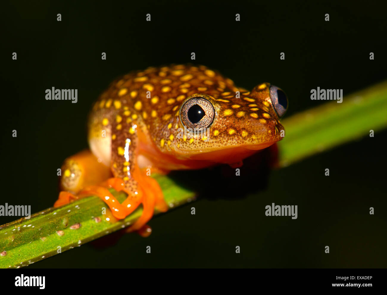 Whitebelly reed frog hi-res stock photography and images - Alamy