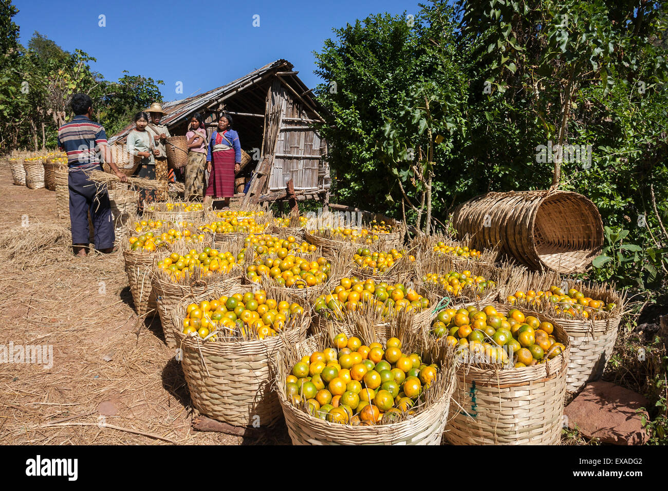 Palaung Woman High Resolution Stock Photography and Images - Alamy