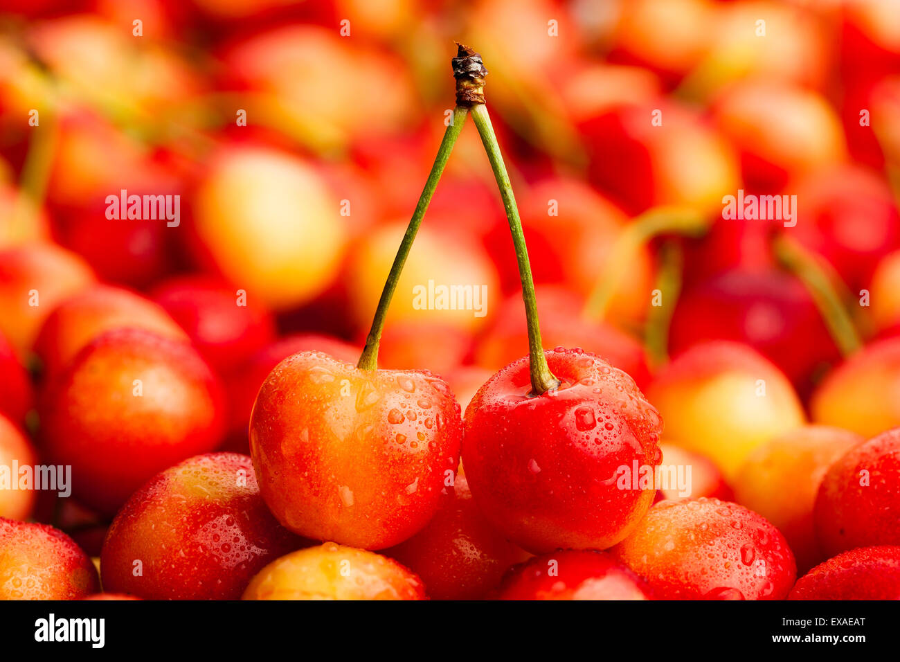 Closeup bright red cherry hi-res stock photography and images - Alamy