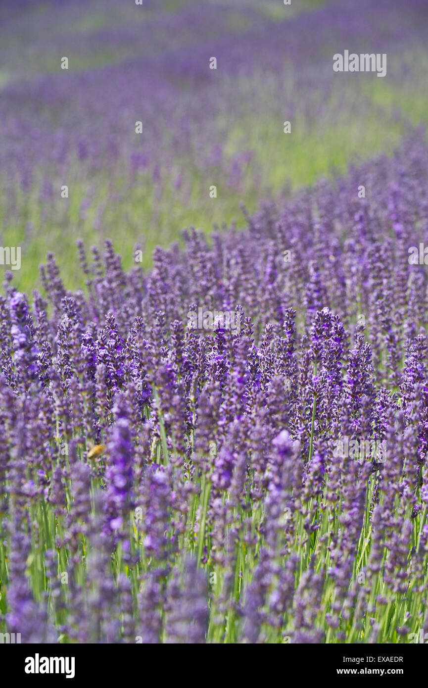 Lavendula faming hi-res stock photography and images - Alamy