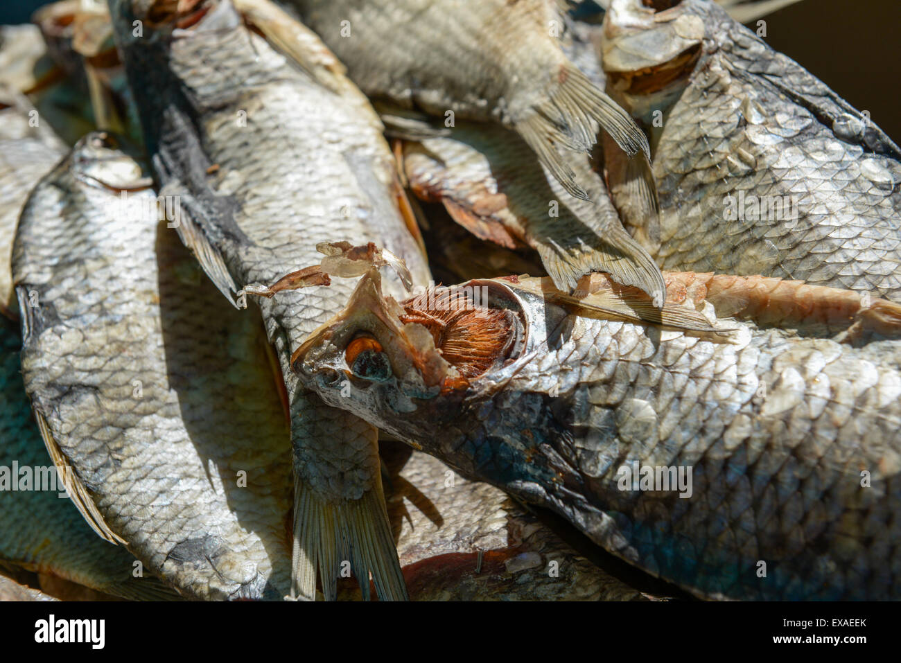 a bunch of all sorts of different dried fish Stock Photo - Alamy
