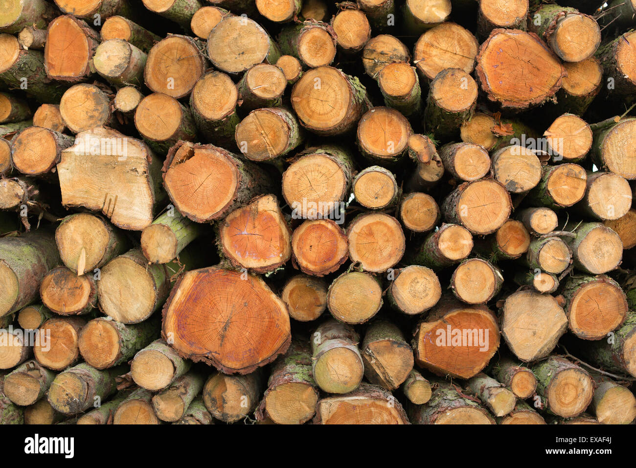 A Pile of logs stacked outside Stock Photo - Alamy