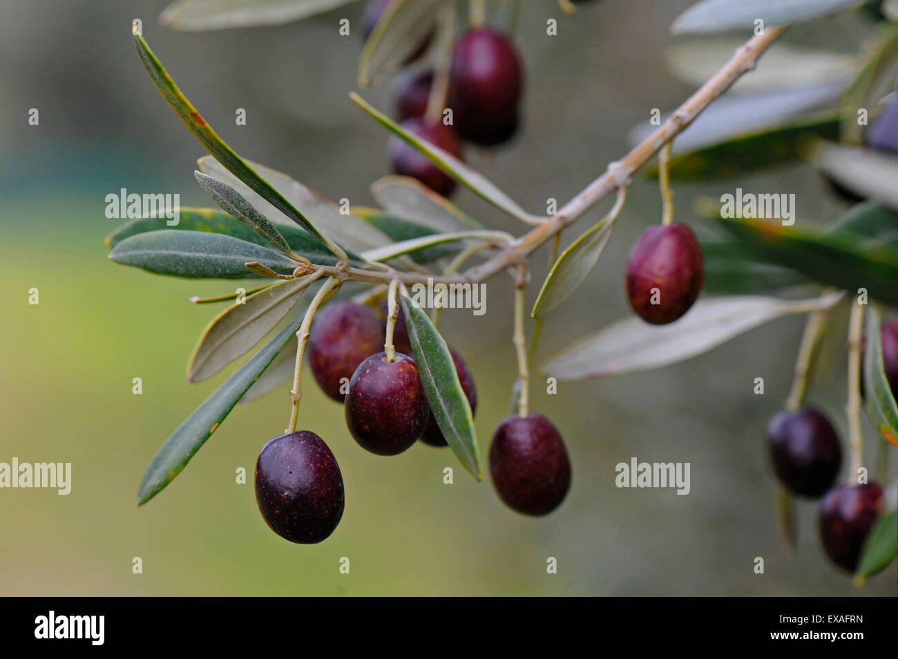 Italy, tuscany, olive tree Stock Photo - Alamy