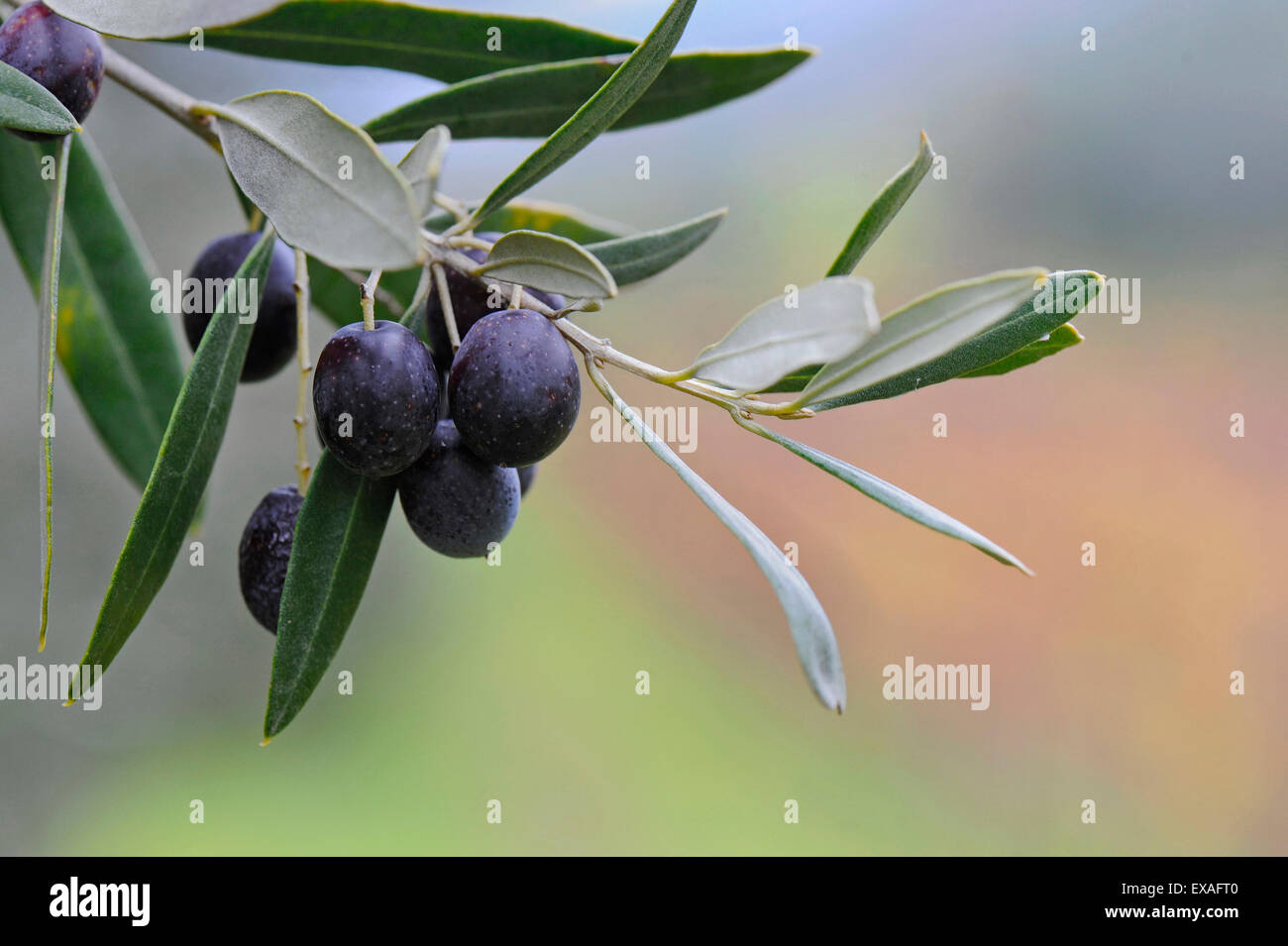 Tuscany olive tree hi-res stock photography and images - Alamy