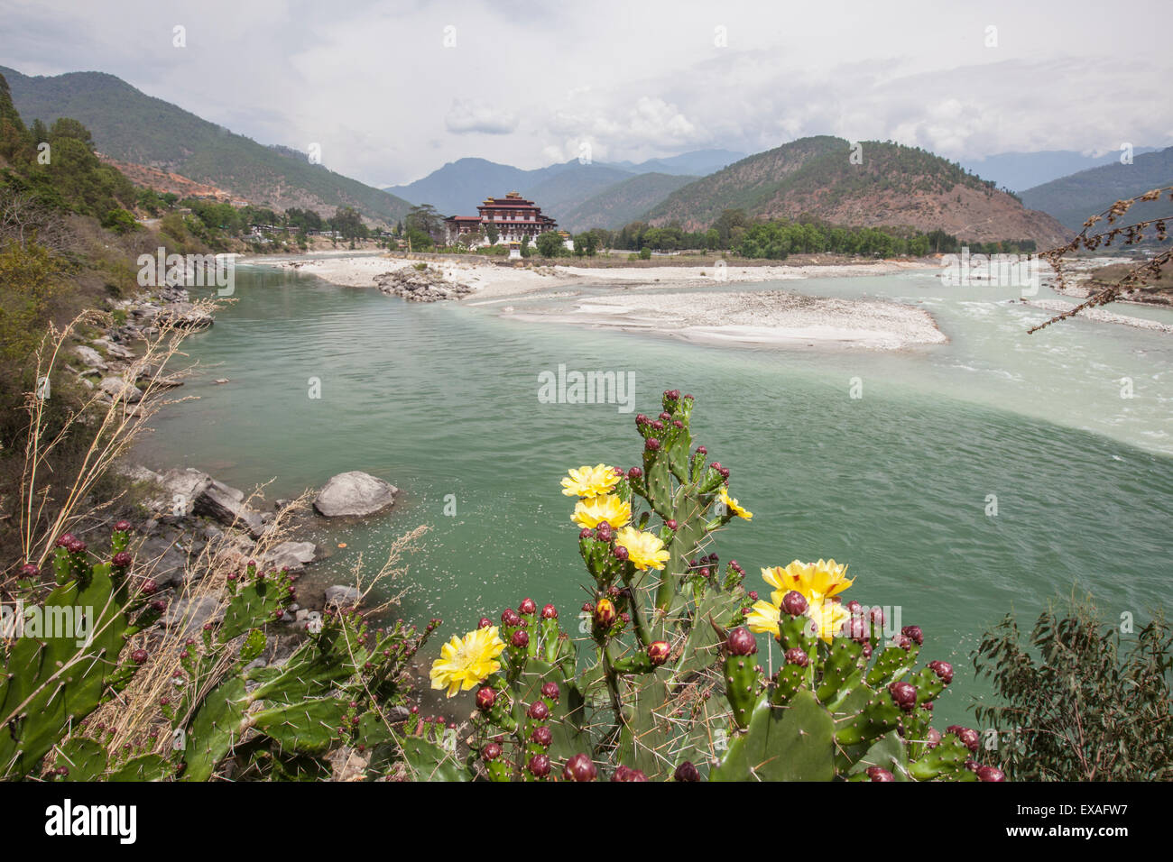 Yellow flowers bloom on the banks of the River Pho Chhu which crosses ...