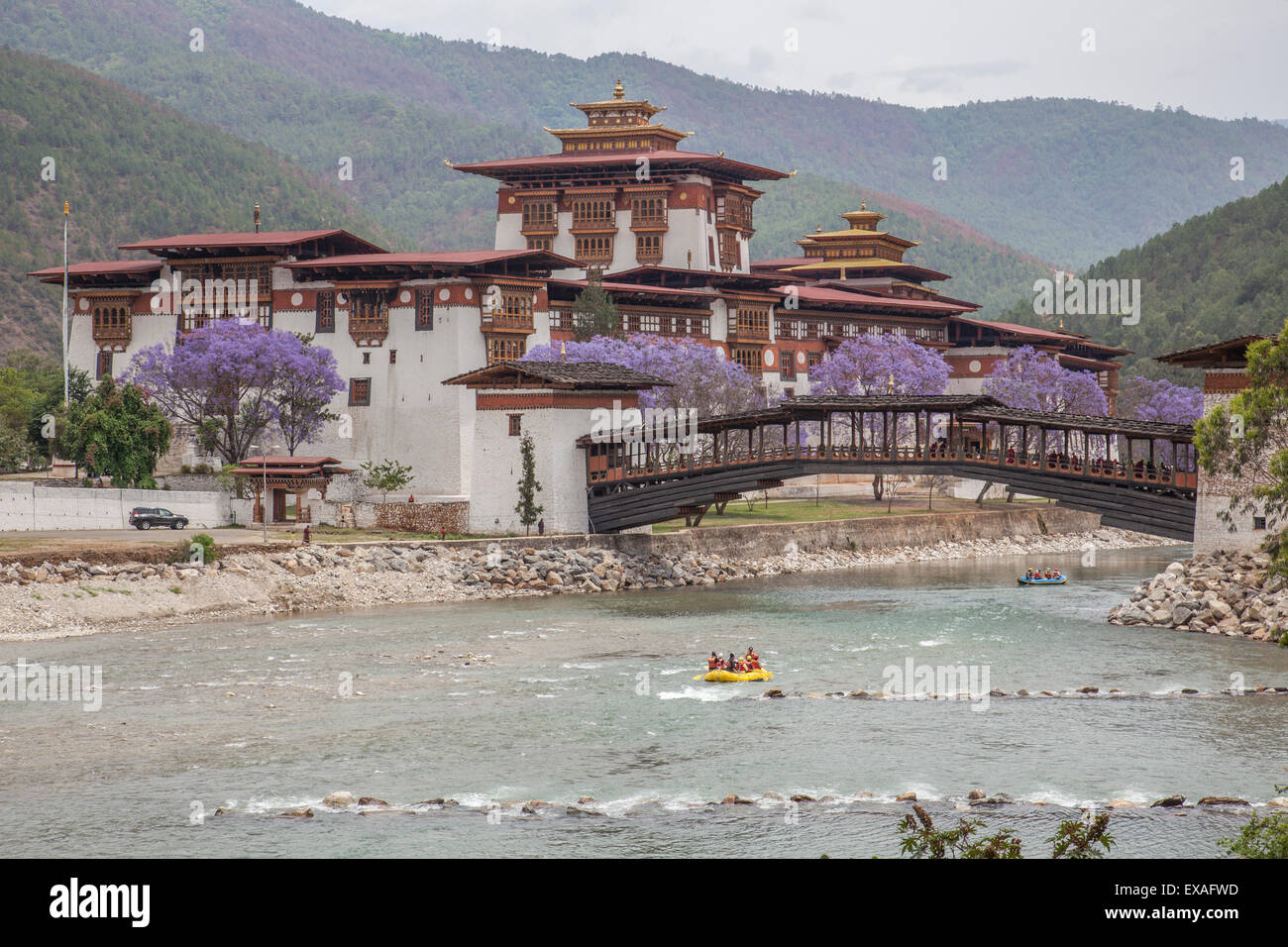 Rafting in the River Mo Chhu flowing near the Punakha Dzong where bloom ...