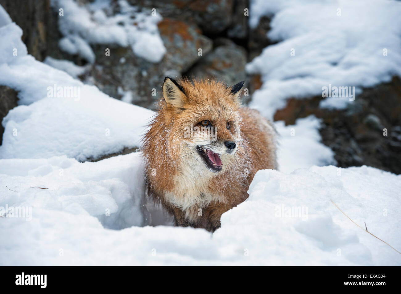 American red fox (Vulpes vulpes fulves), Montana, United States of ...