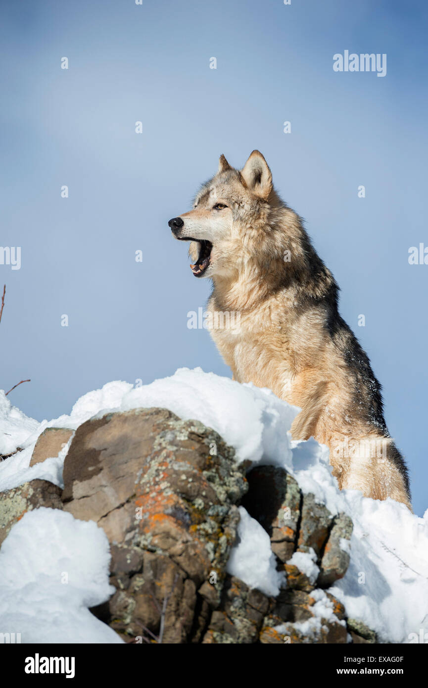 Grey wolf (timber wolf) (Canis lupis), Montana, United States of ...