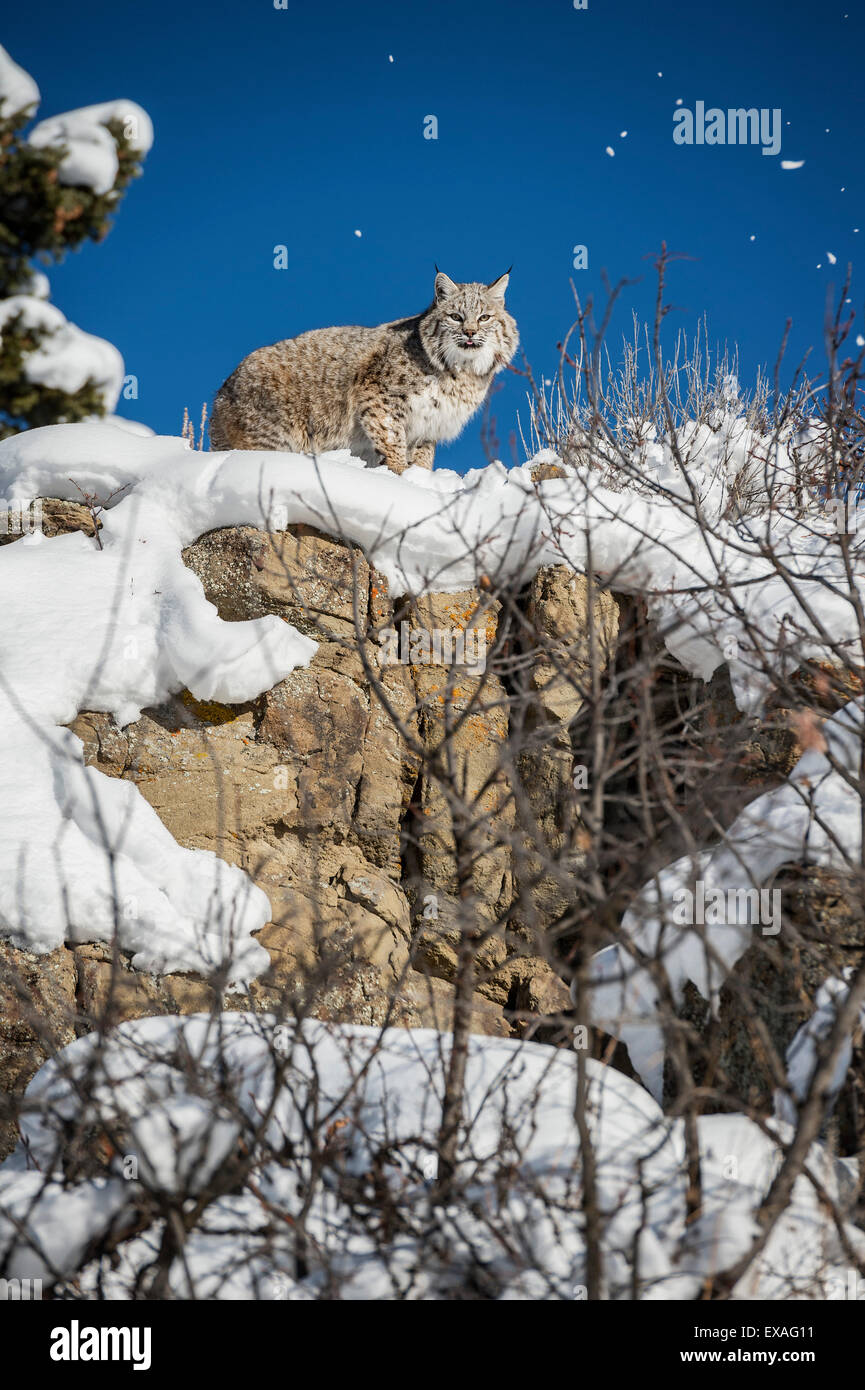 Bobcat side view hi-res stock photography and images - Alamy