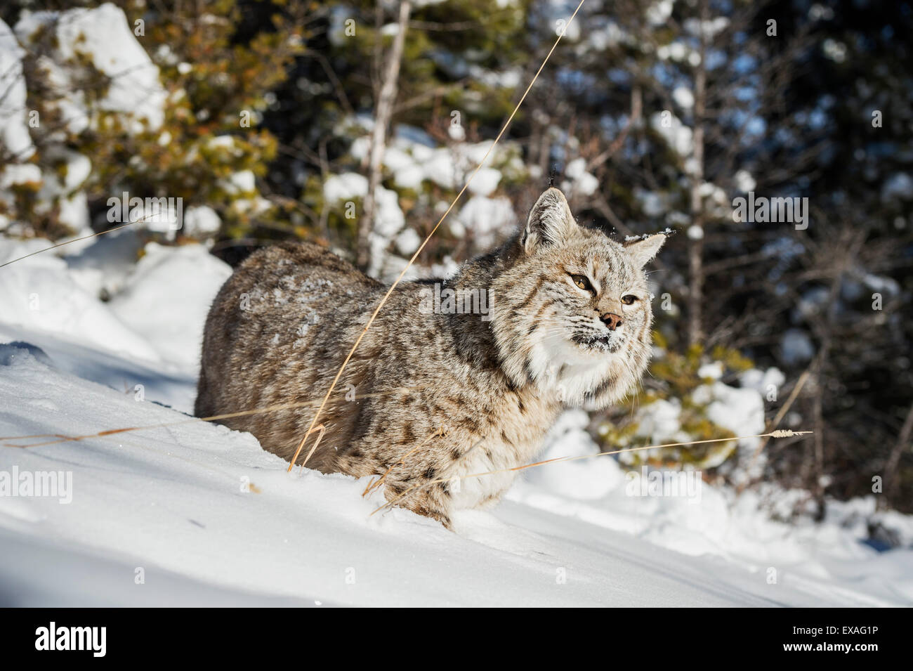 Bobcat side view hi-res stock photography and images - Alamy