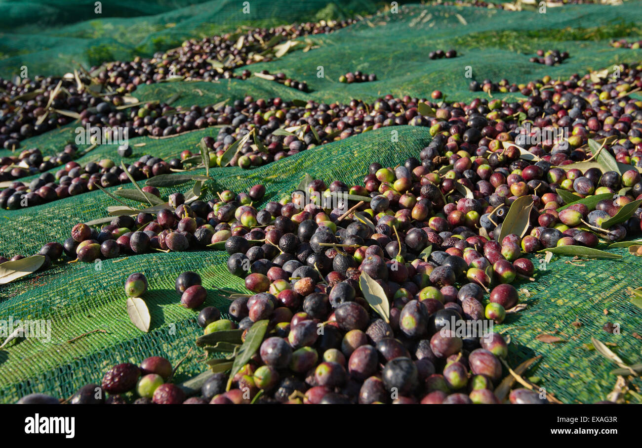 Net images hi-res stock photography and images - Alamy