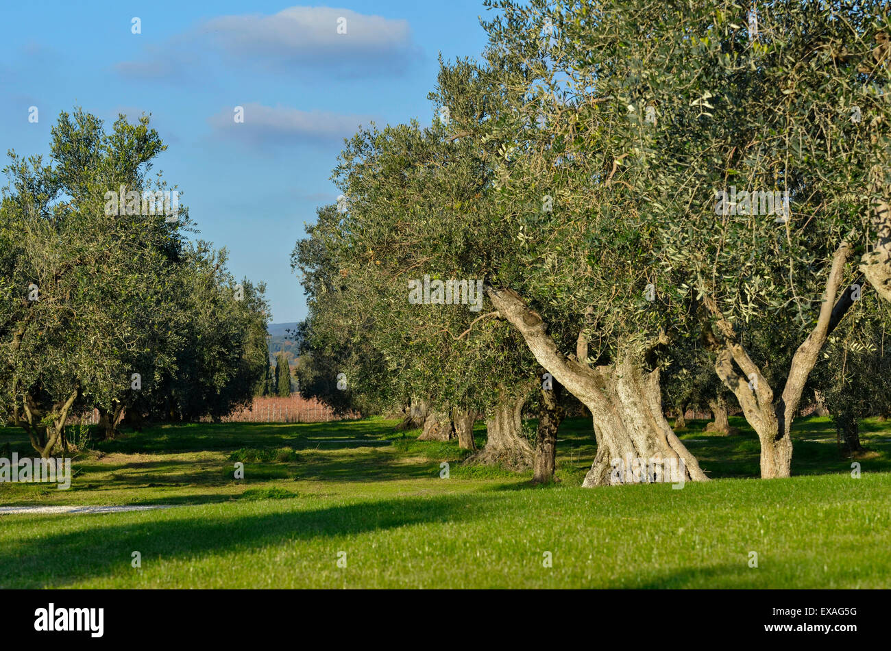 Olive tree fields in tuscany italy hi-res stock photography and images ...