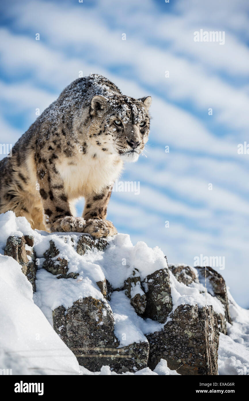 Snow leopard (Panthera india), Montana, United States of America, North ...