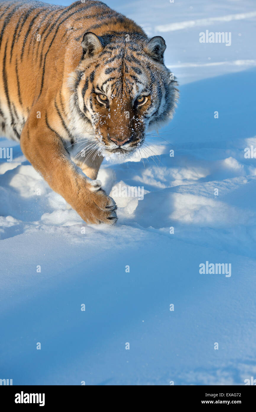 Siberian tiger snow hi-res stock photography and images - Alamy