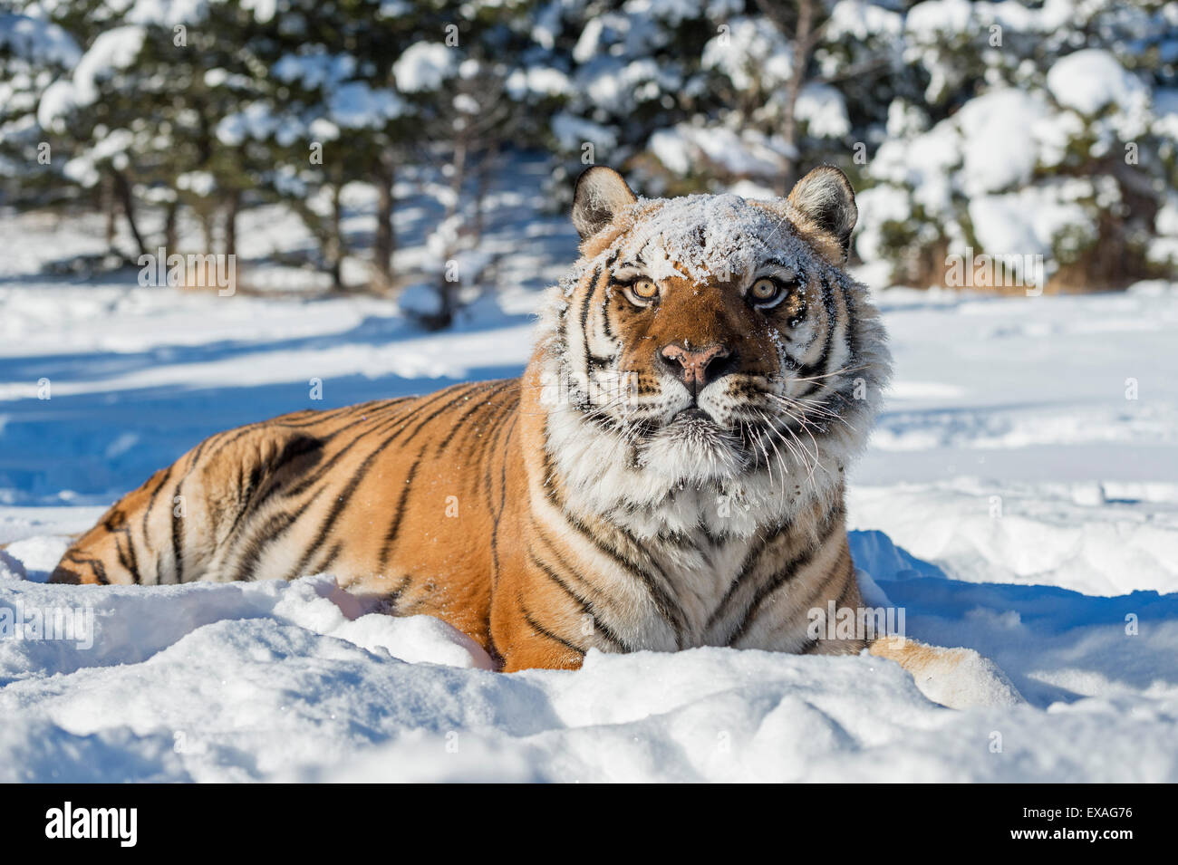 Siberian Tiger (Panthera tigris altaica), Montana, United States of ...