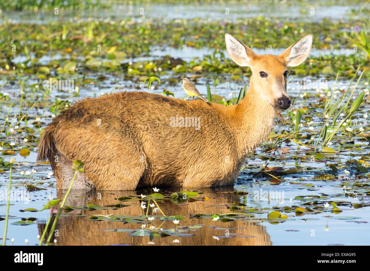 Pampas animals hi-res stock photography and images - Alamy