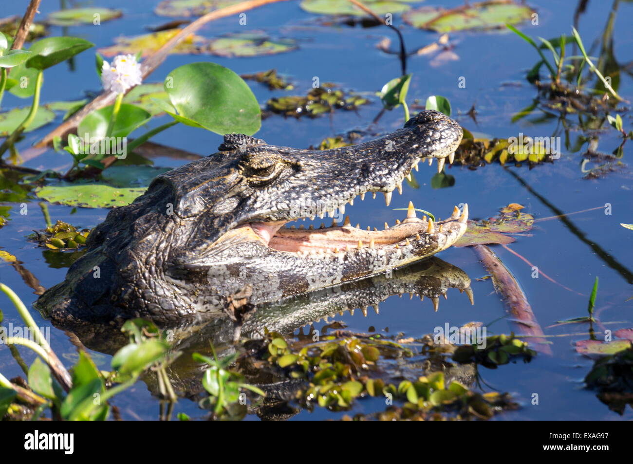 Black caiman hi-res stock photography and images - Alamy