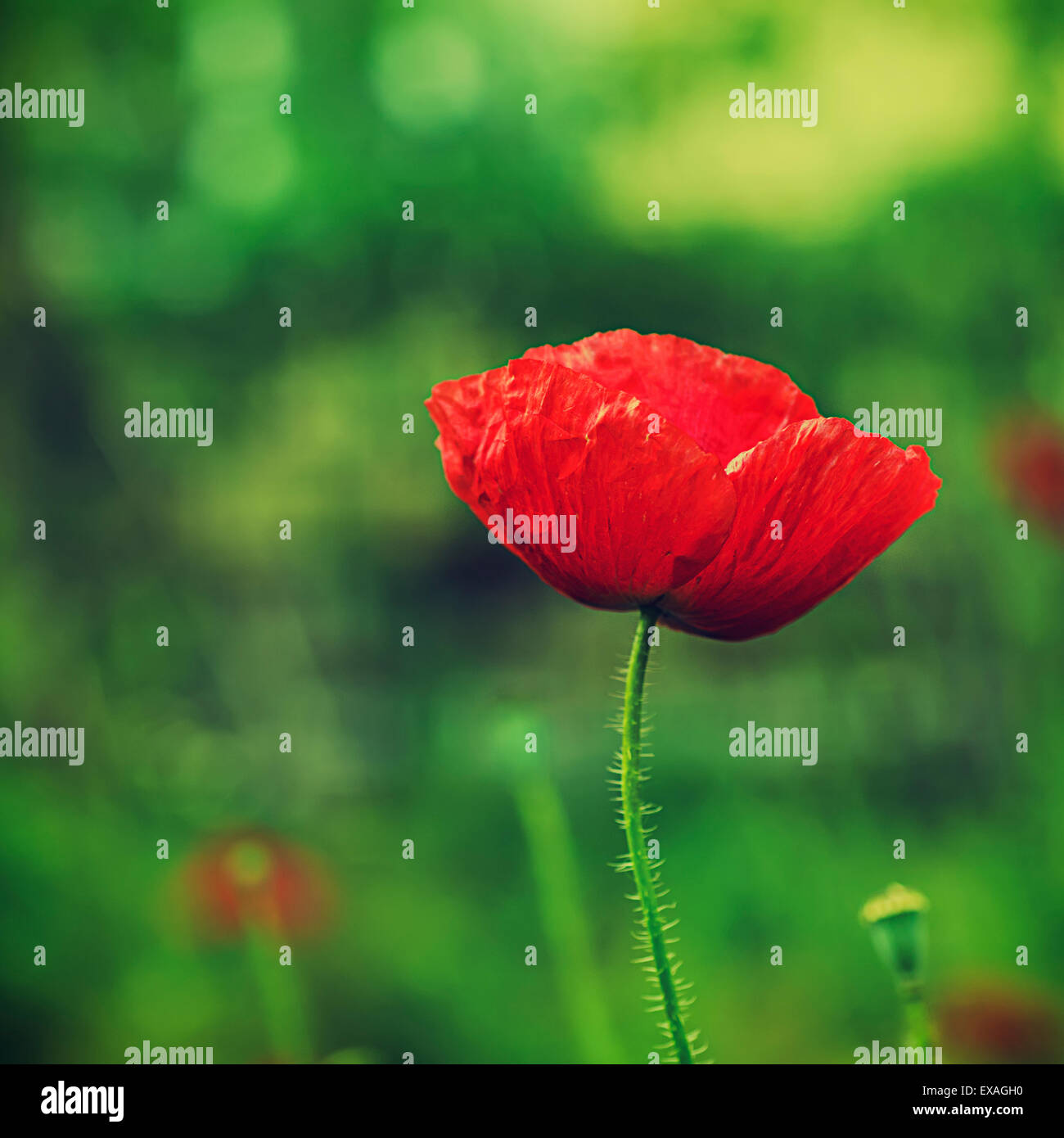 Poppy in a field Stock Photo - Alamy