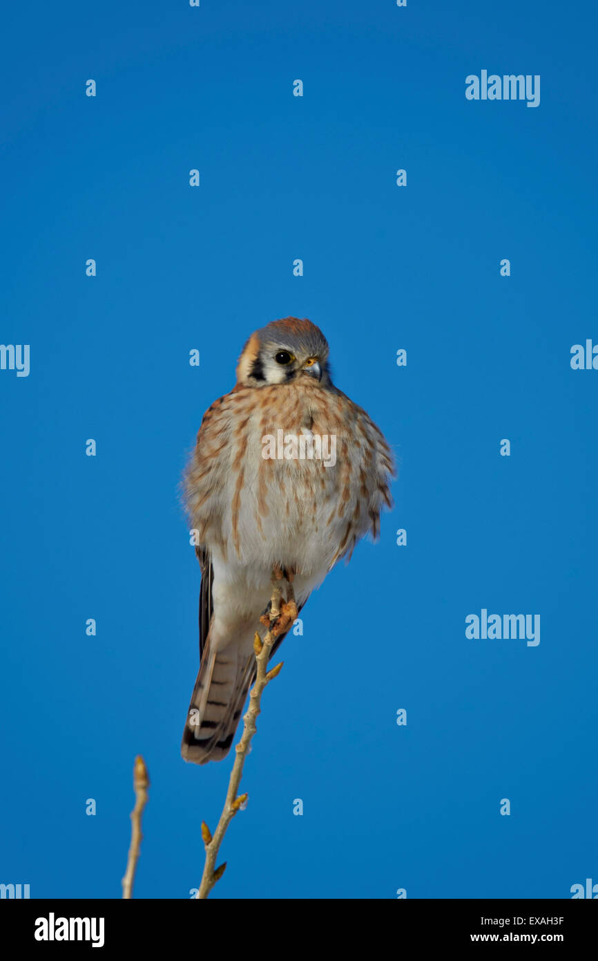 American kestrel (sparrow hawk) (Falco sparverius) female, Bosque del ...