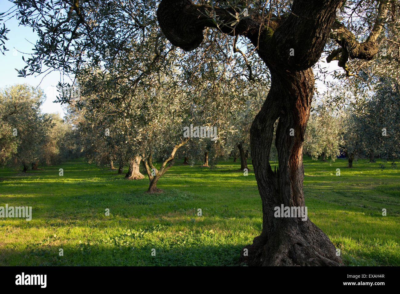 Italy, Tuscany, olive trees in garden Stock Photo - Alamy