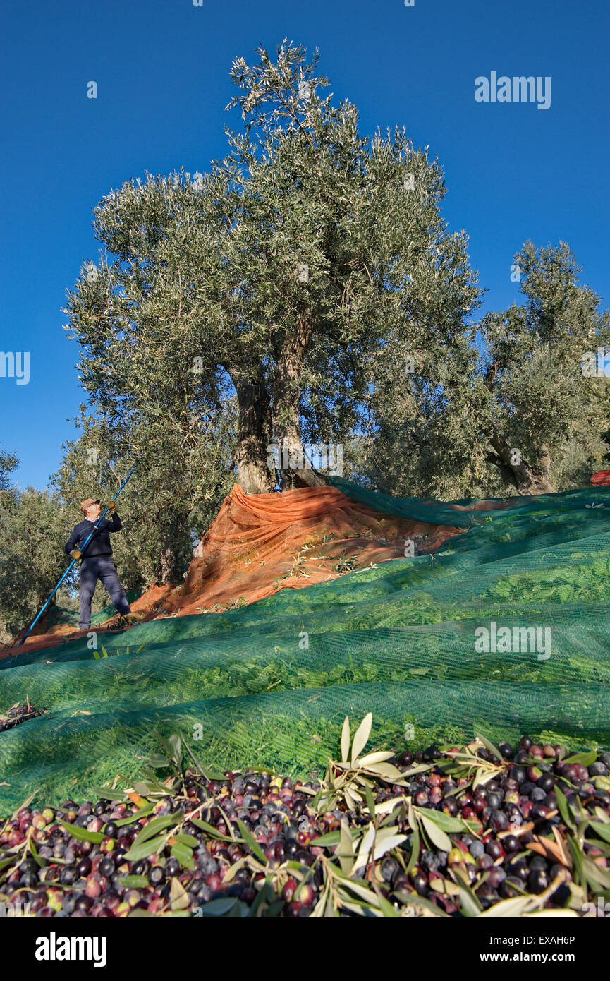 Olive pickers hi-res stock photography and images - Alamy