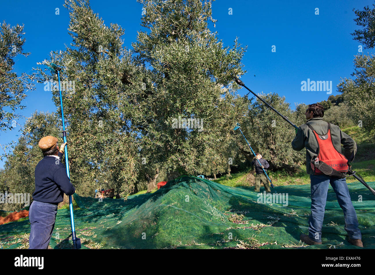 Italy, Tuscany, picking olives Stock Photo - Alamy