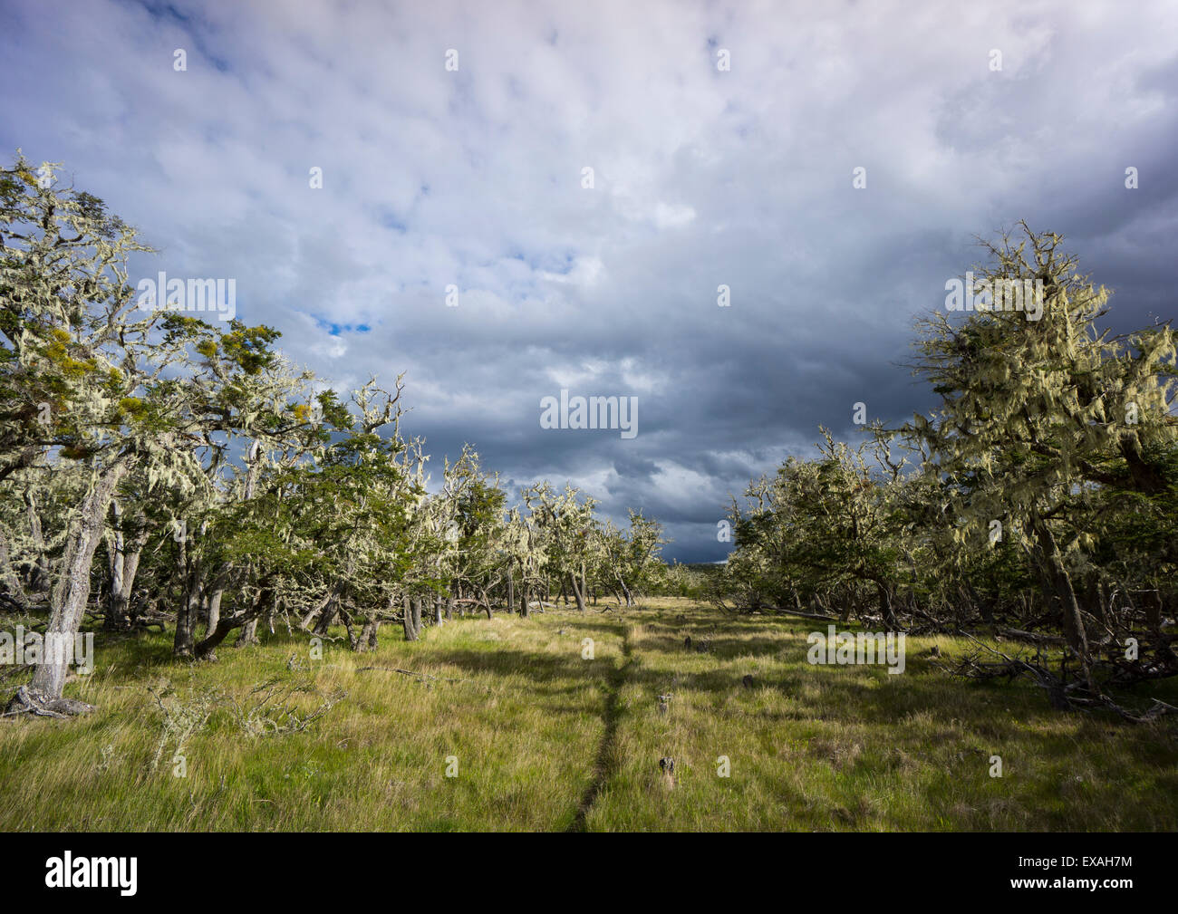 Argentina trees hi-res stock photography and images - Alamy
