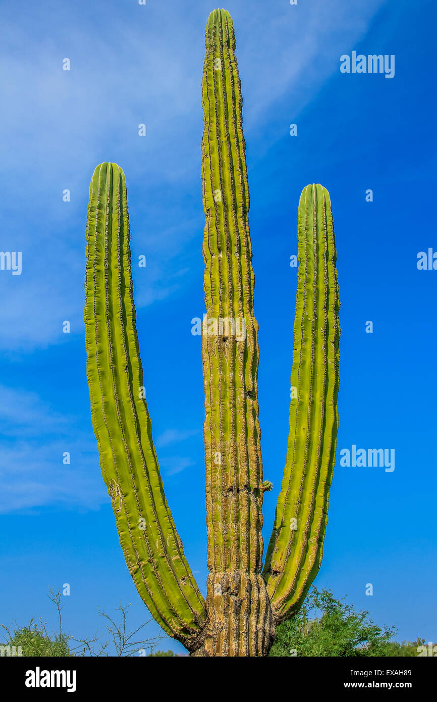 Mexican giant cardon cactus hi-res stock photography and images - Alamy