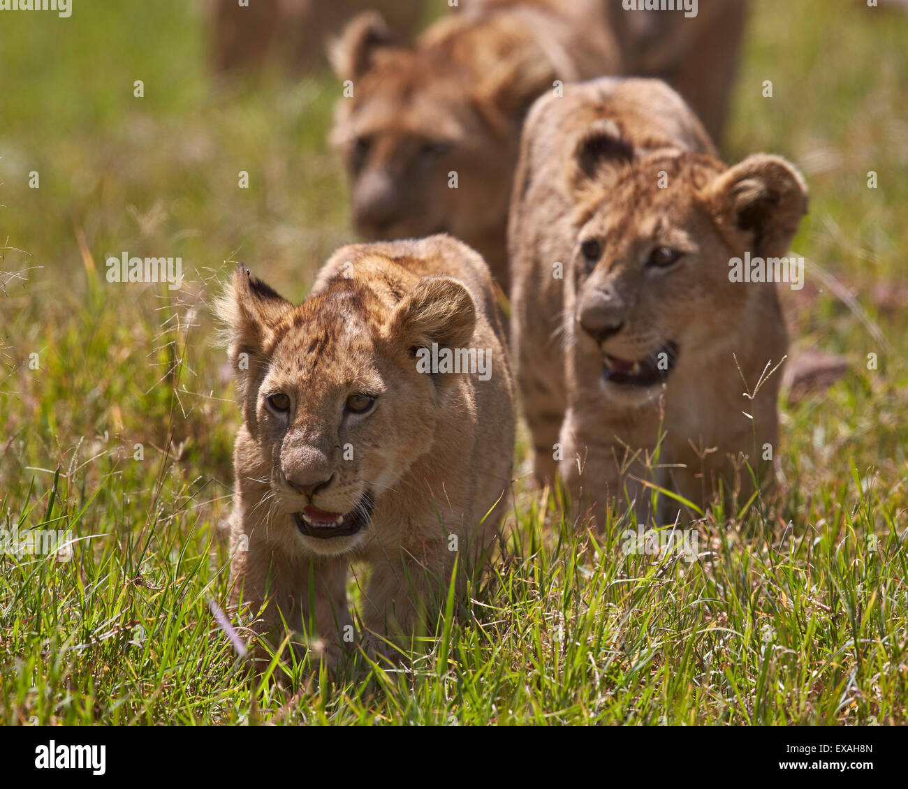 Image of lion cubs hi-res stock photography and images - Alamy