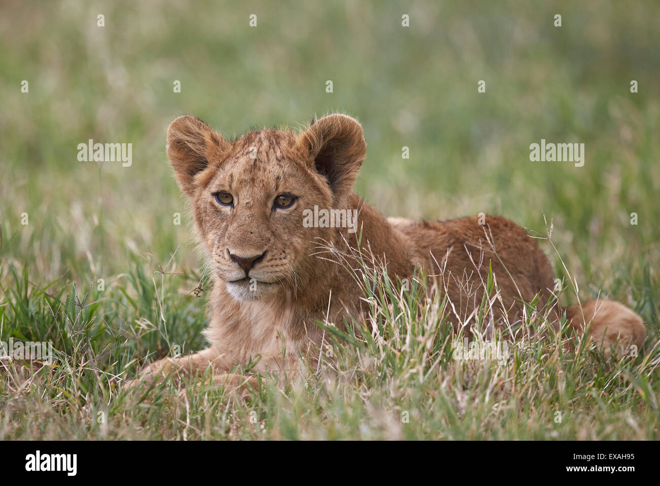 African lion cubs panthera leo hi-res stock photography and images - Alamy