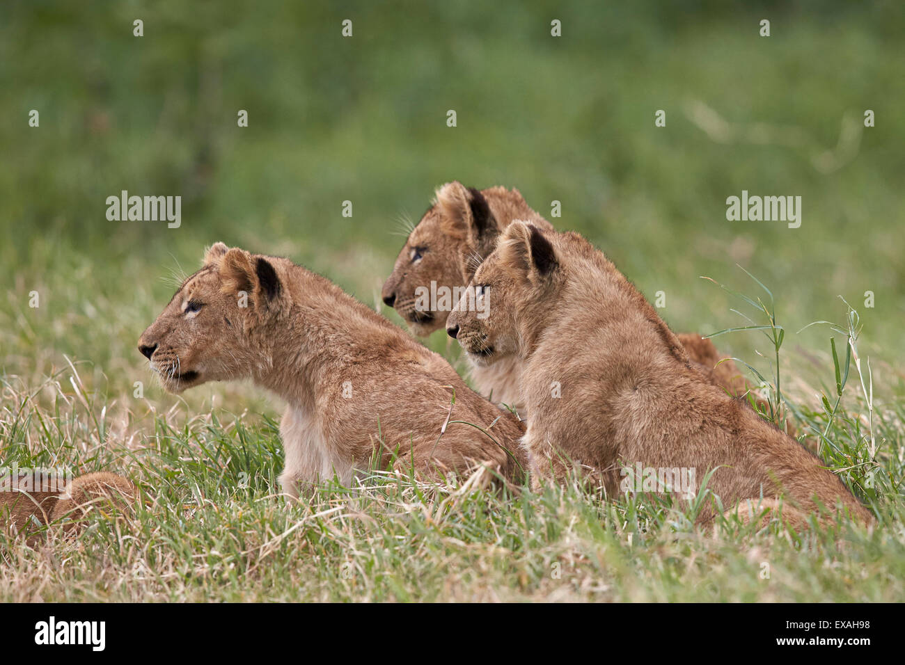 African lion cubs panthera leo hi-res stock photography and images - Alamy