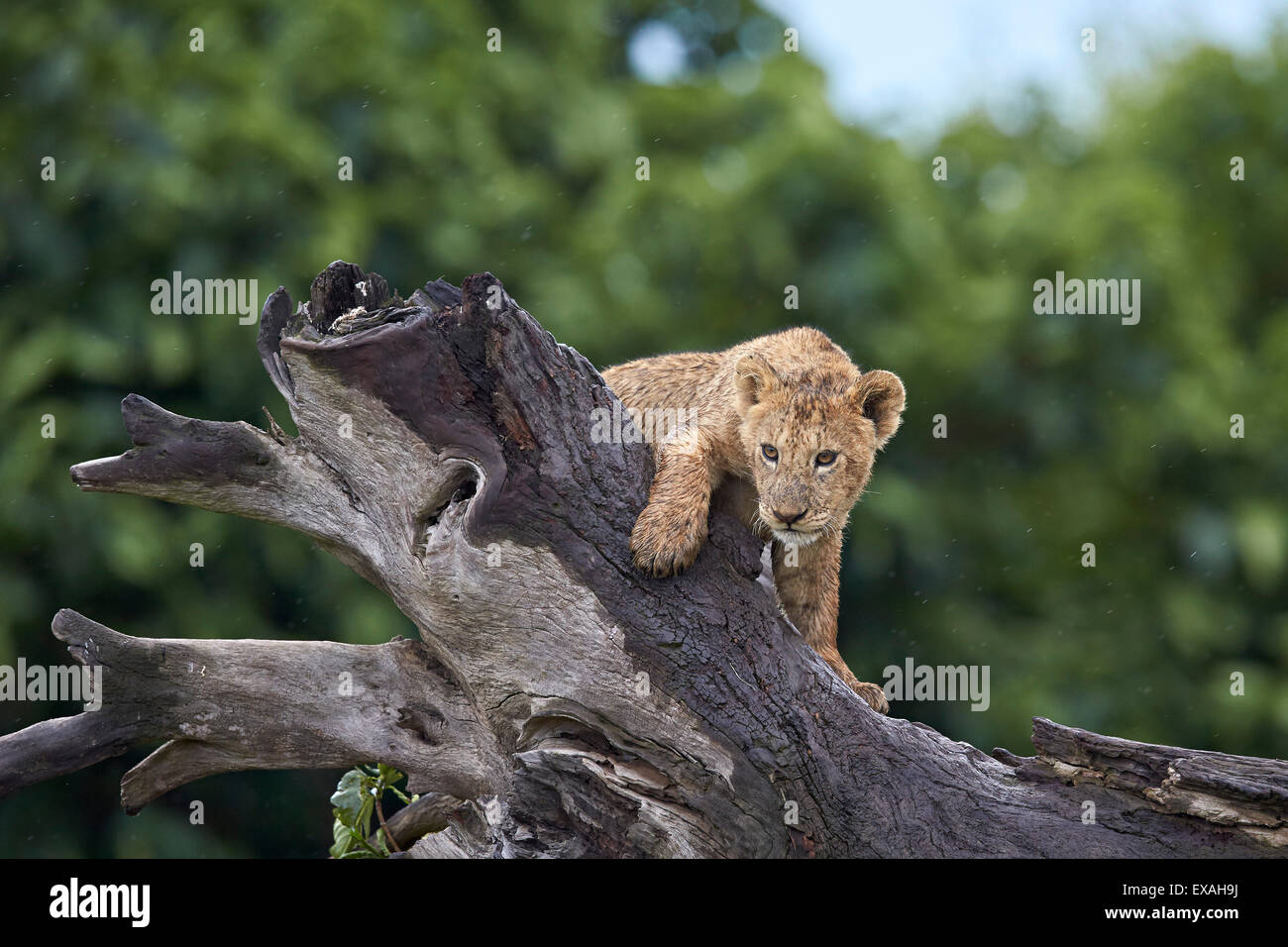Lion (Panthera Leo) cub on a downed tree trunk in the rain, Ngorongoro ...