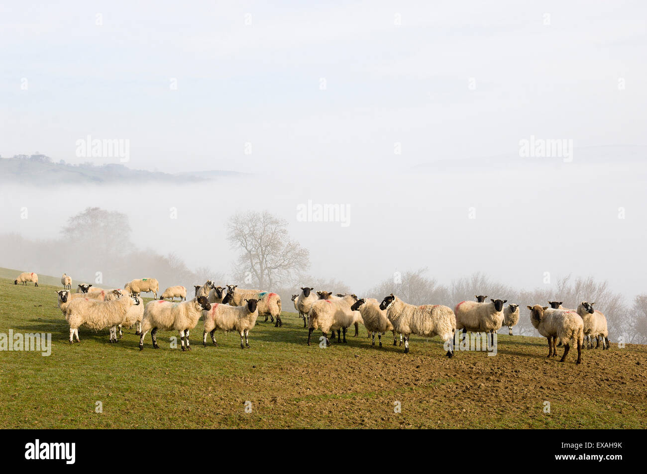 Sheep in misty weather on the Mynyd Epynt moorland, Powys, Wales ...